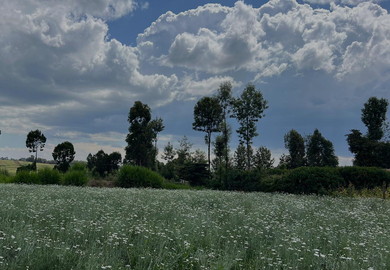 Quality Pyrethrum & Natural Insecticide | Manna Tech Kenya